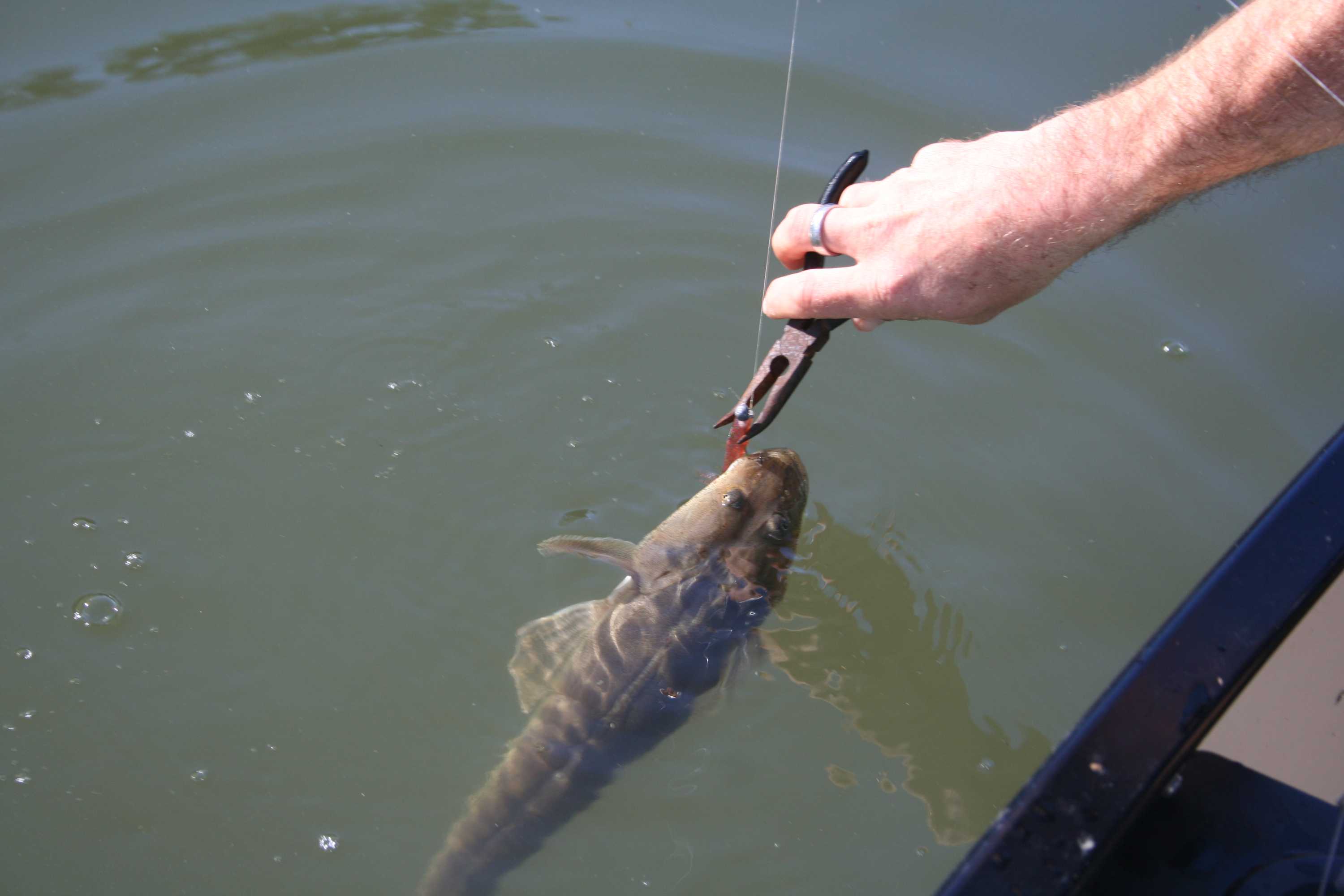New hooks could save catch-and-release fish - ABC News
