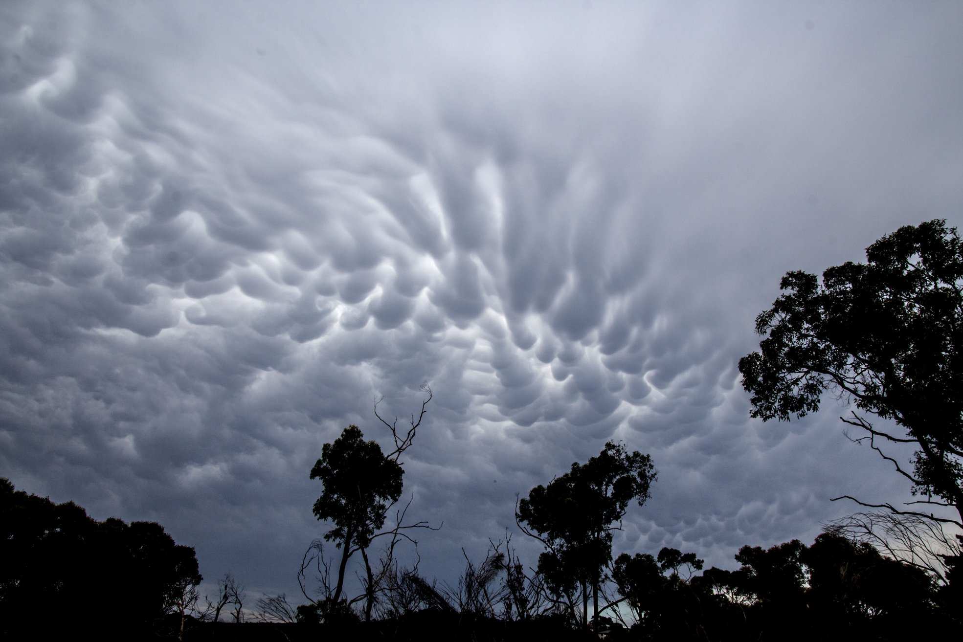 Spectacular mammatus or 'mammary clouds' form over Sydney as storms ...
