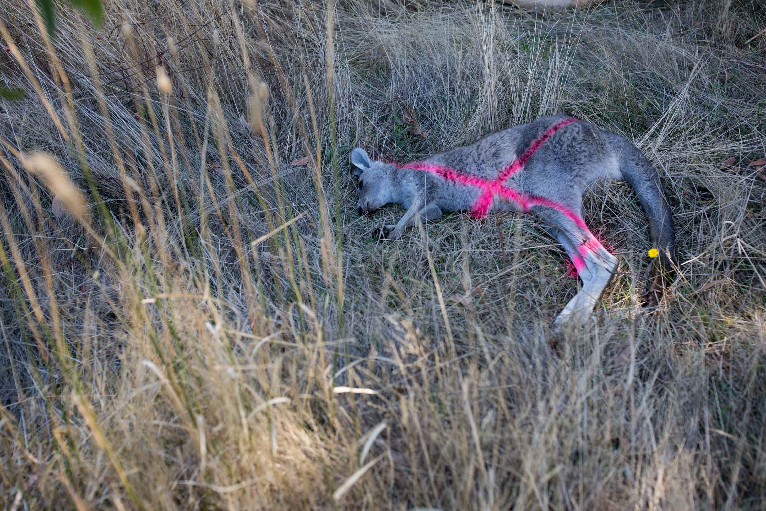 For the love of roos - ABC News
