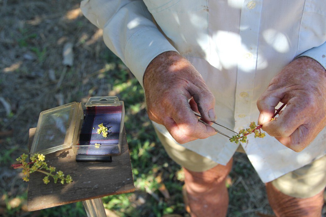 Cross-pollinating mangoes by hand: a tedious and unpredictable process ...