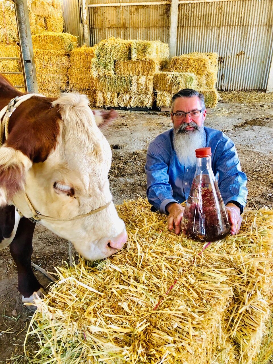 South Australia to develop seaweed fodder industry to reduce cattle ...