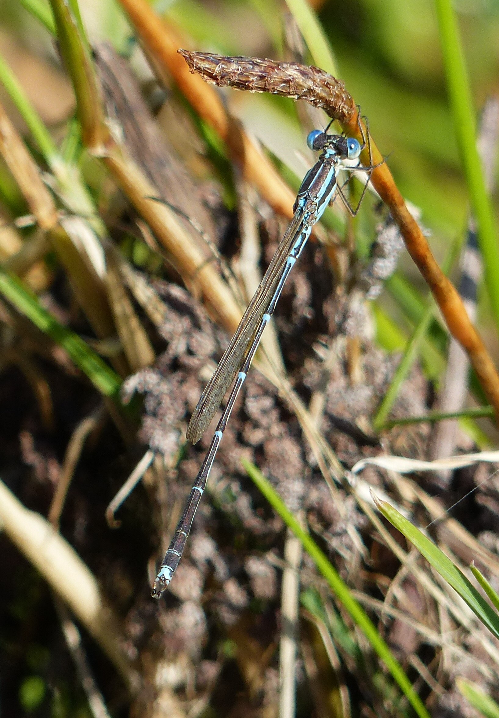 Dragonflies and damselflies: Why these vividly coloured, mosquito ...
