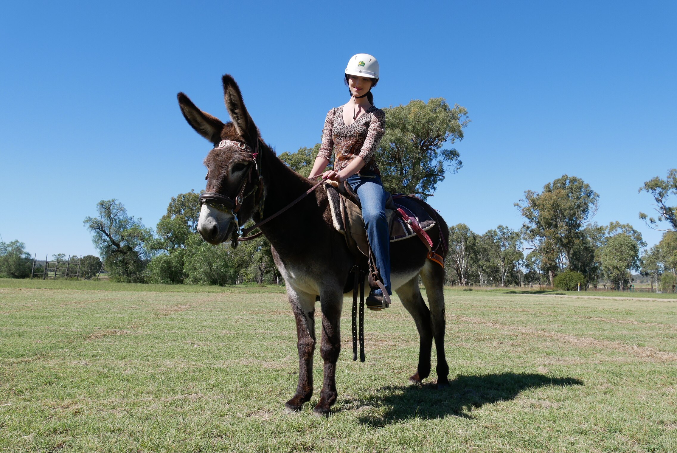 World Donkey Day is the perfect time to get to know a true smart ass ...