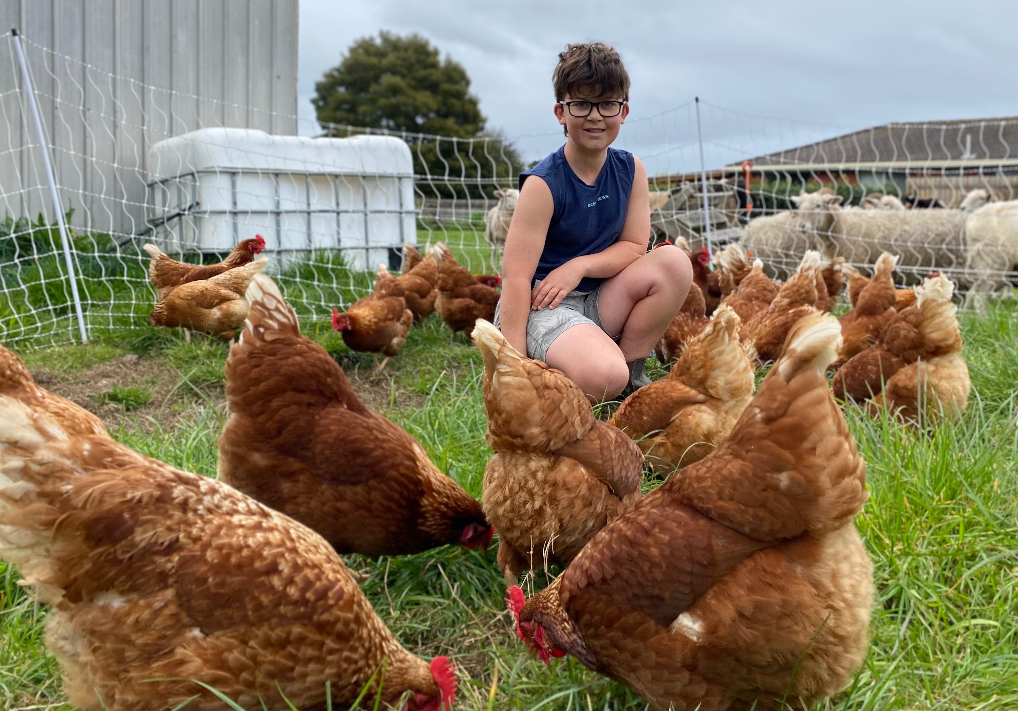 Tasmanian schoolboy builds successful chicken farm from backyard - ABC News