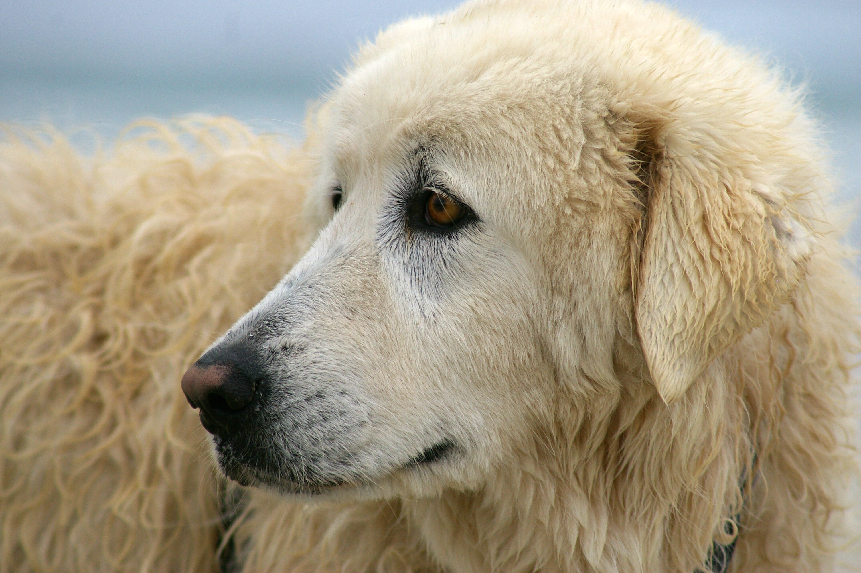 'Always the first to jump up': Penguin-protecting maremma made famous in Hollywood movie Oddball ...