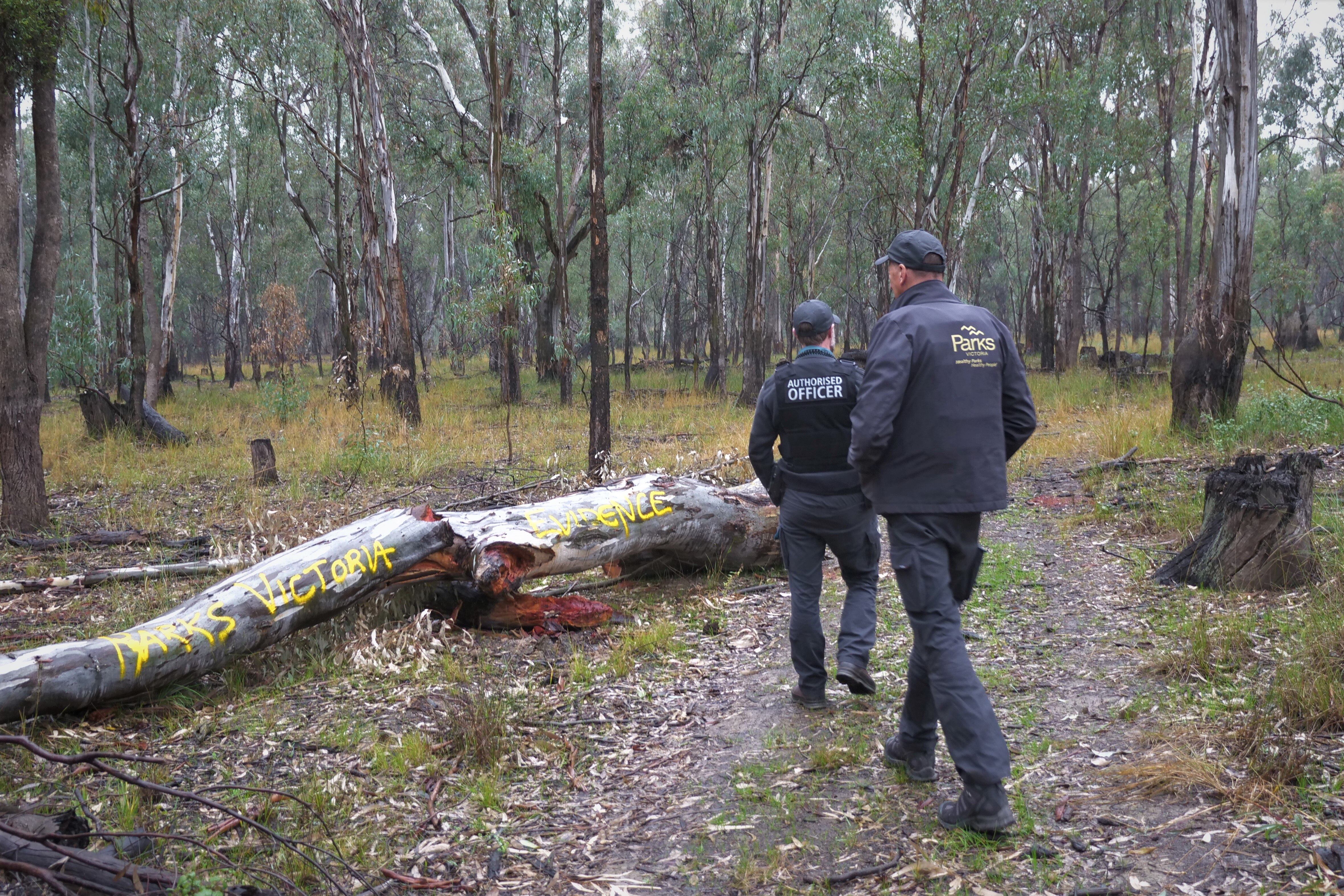 Illegal logging operations on the rise in northern Victoria, officials ...