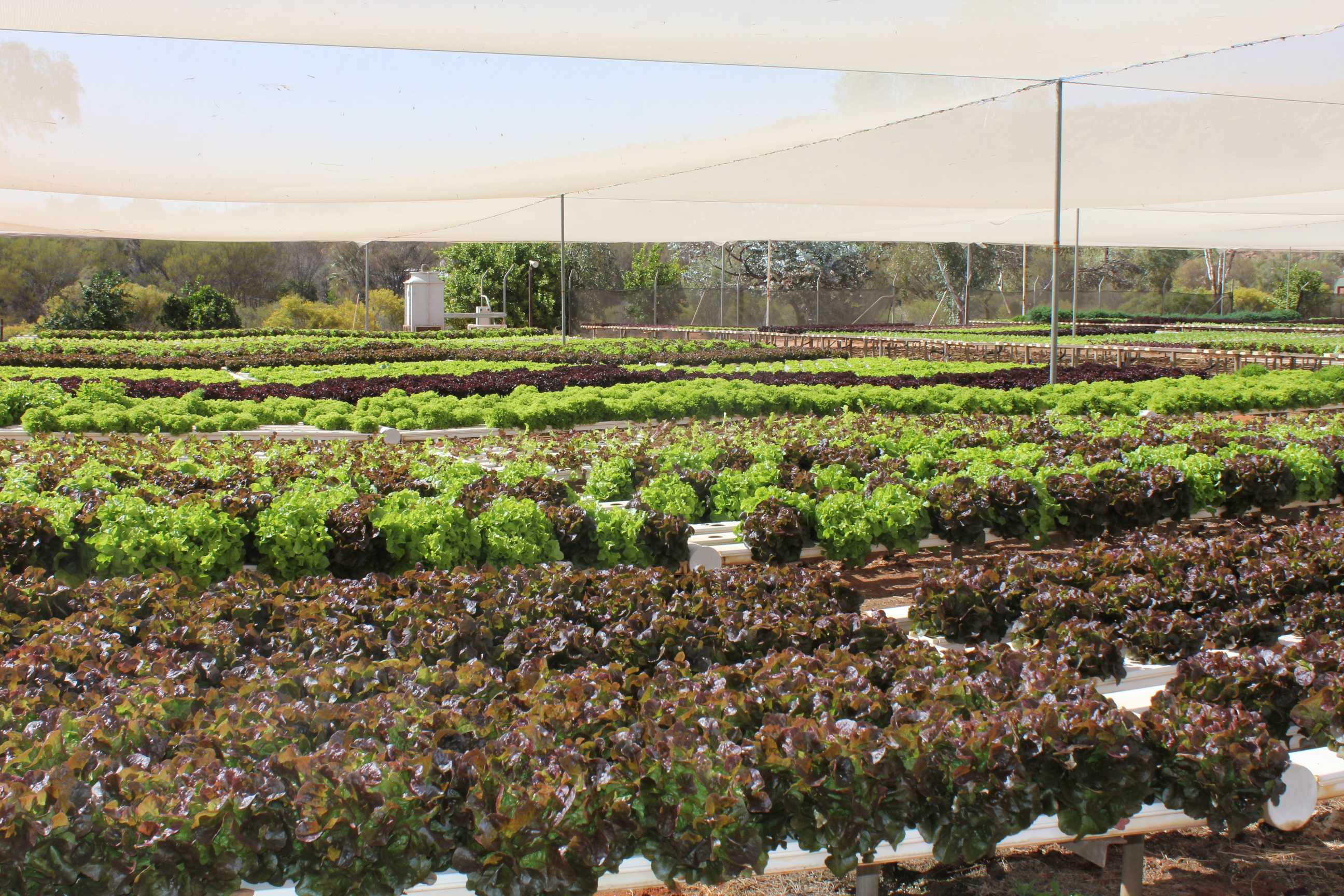 Central Australian lettuce farm recovers after 'horrific' summer - ABC News
