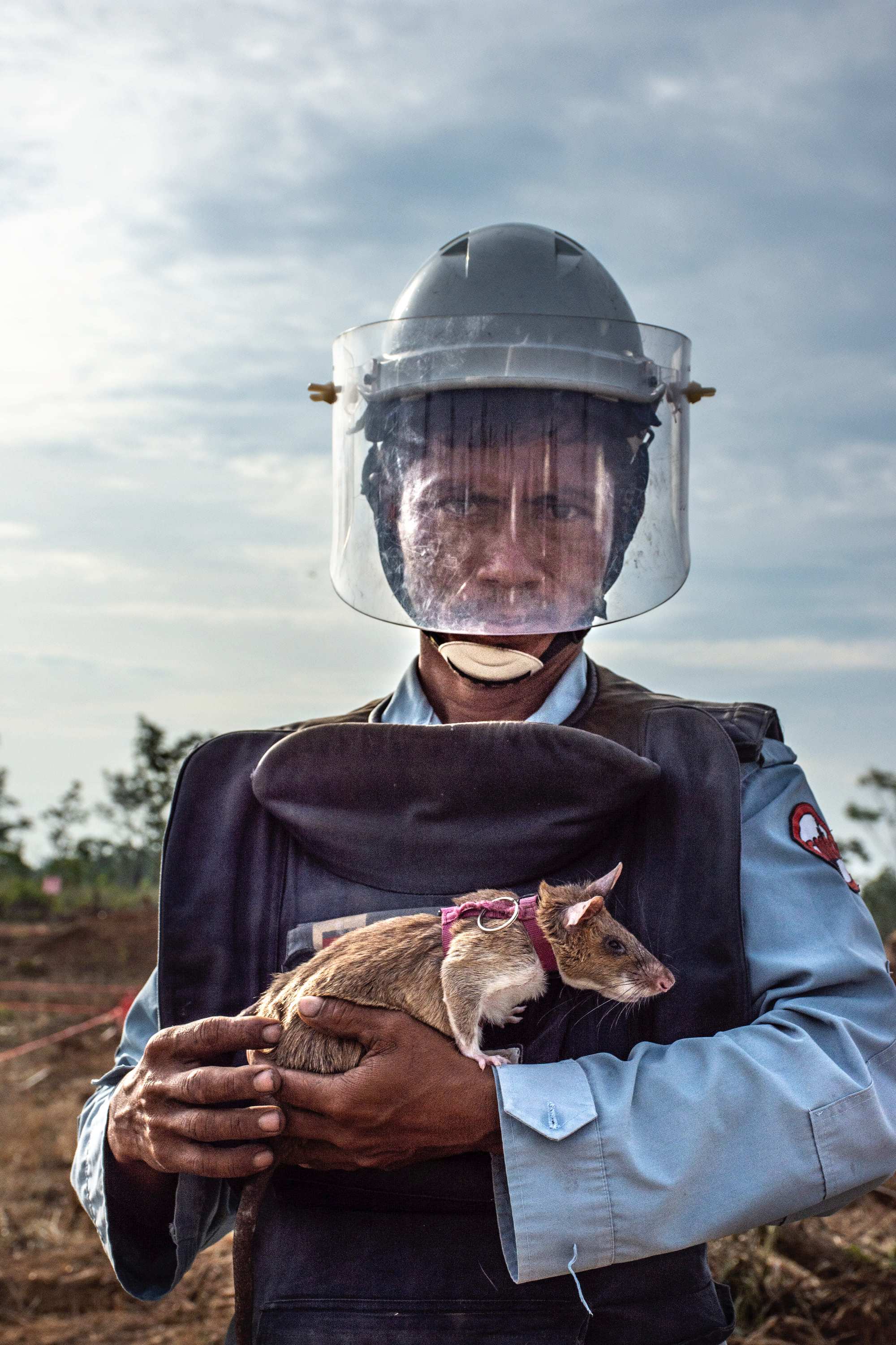 Meet the 'hero rats' clearing Cambodia's landmines - ABC News