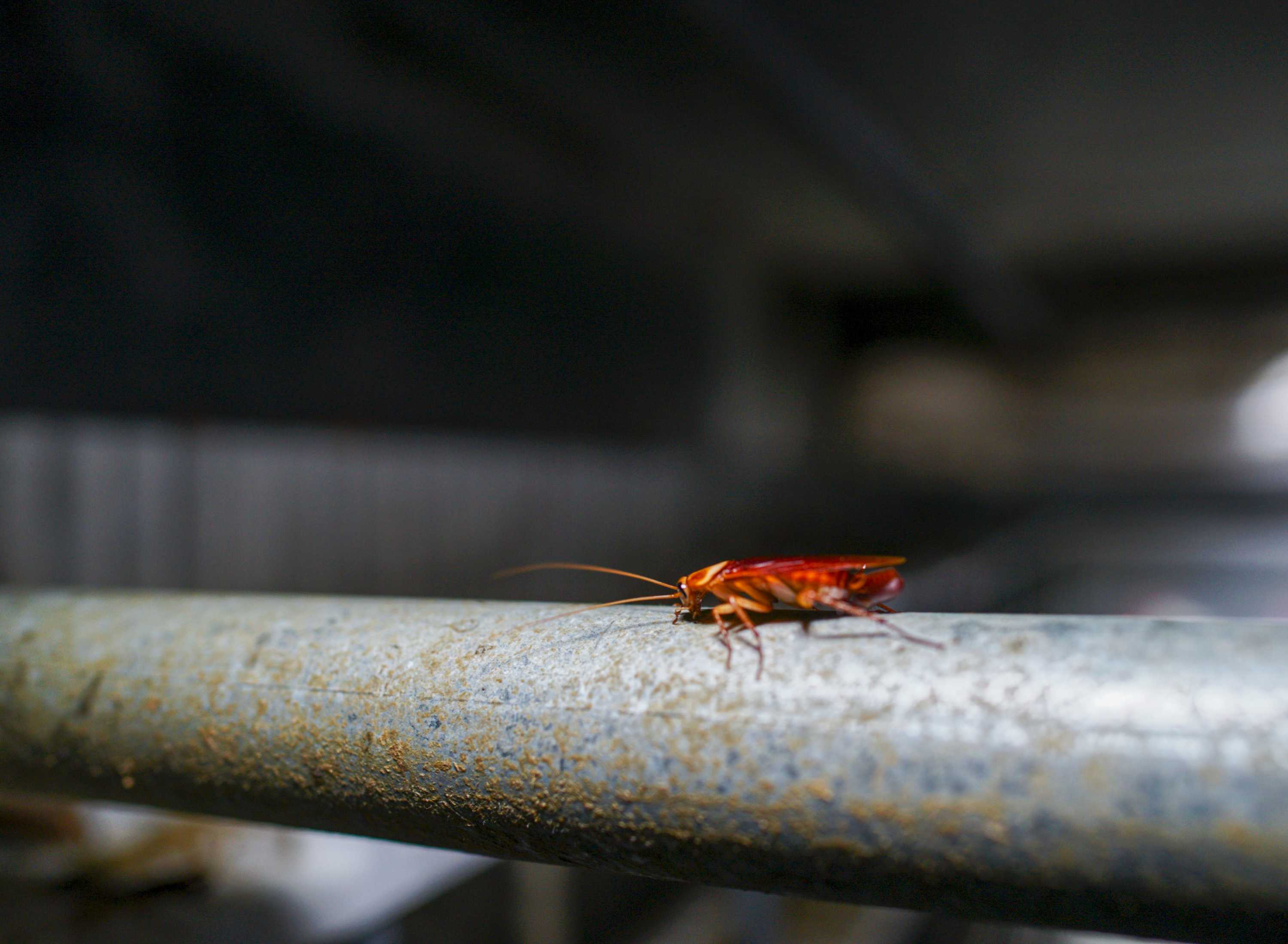 This Chinese cockroach farm houses a billion roaches, kept contained by ...