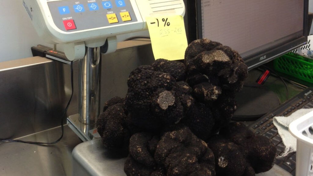 WA truffle growers set for record haul - ABC News