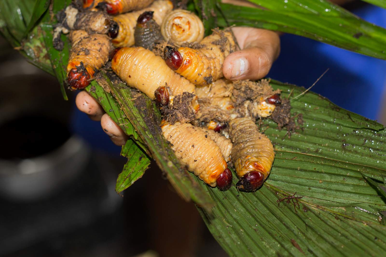 Queenslanders document life, language and traditions of Indigenous ...