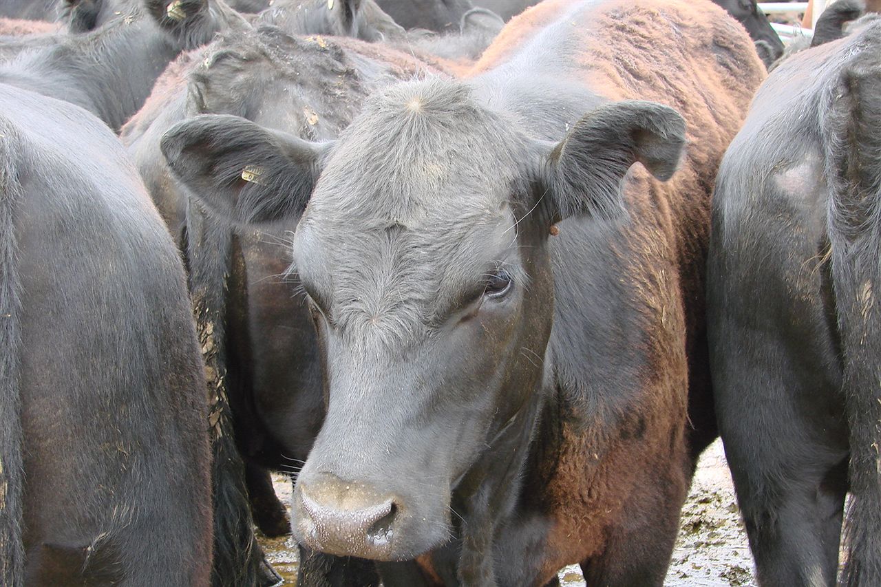 Beefing up new markets - ABC News