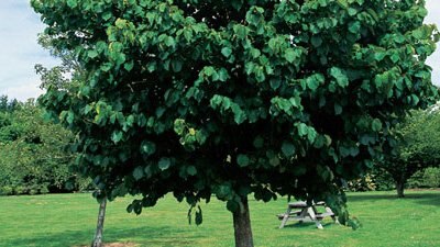 Corylus - Gardening Australia