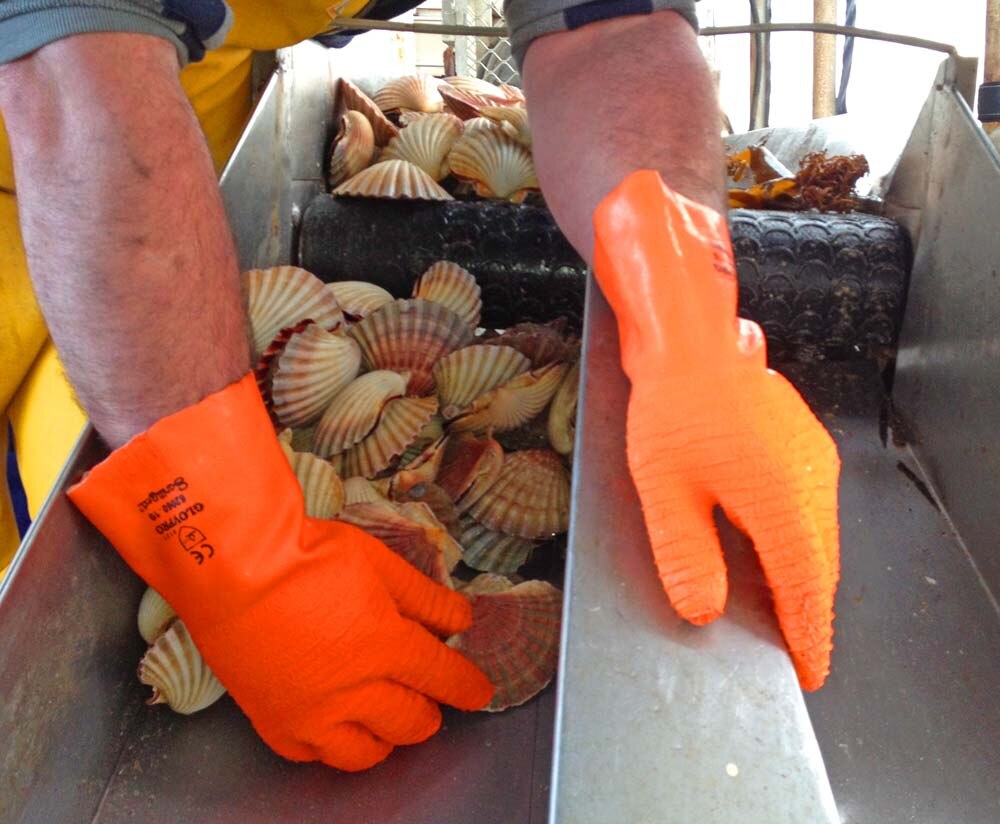 Big increase in the scallop catch for the Bass Strait fishery for the ...