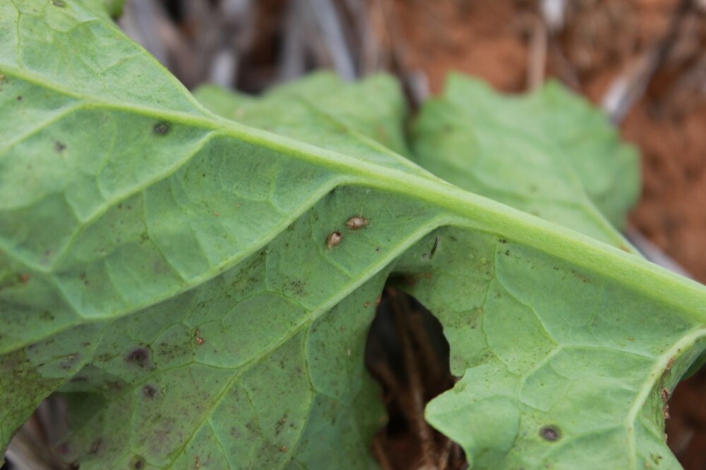 Farmers urged to check for Beet Western Yellows Virus as aphids found ...