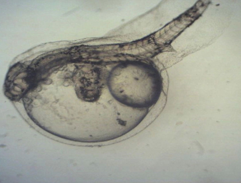 Experts investigate three-headed fish - ABC News