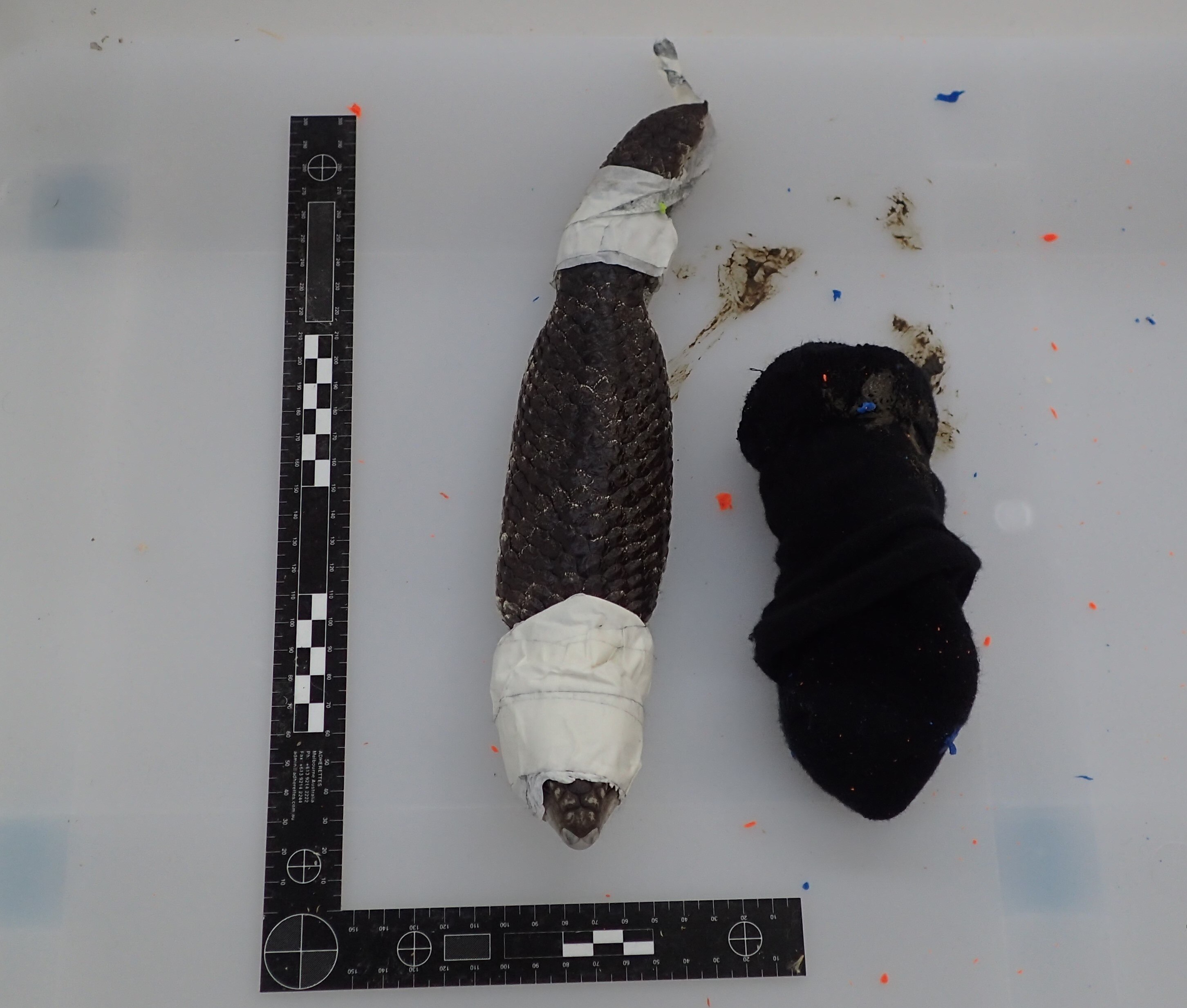 International animal traffickers target native reptiles from south-west ...