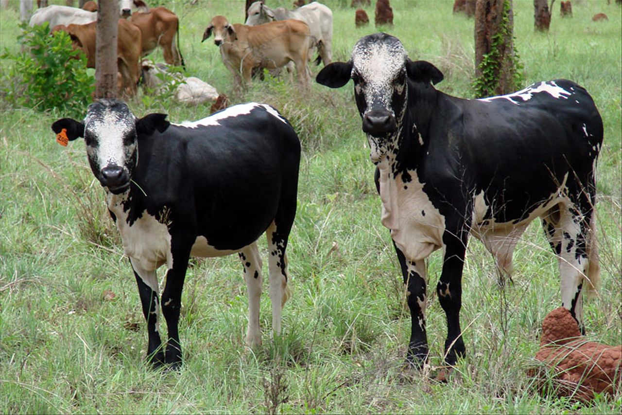 African cattle doing well in the Territory - ABC News