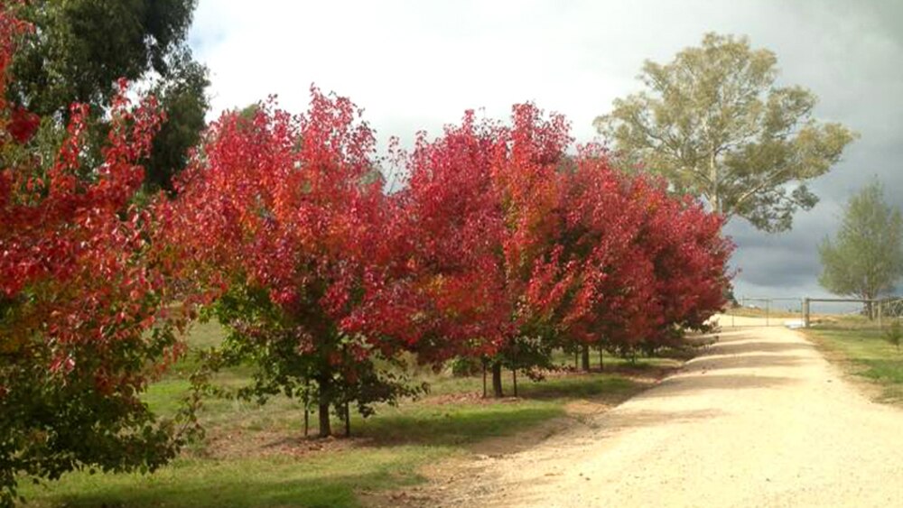 Capturing the colours of autumn around Adelaide - ABC News