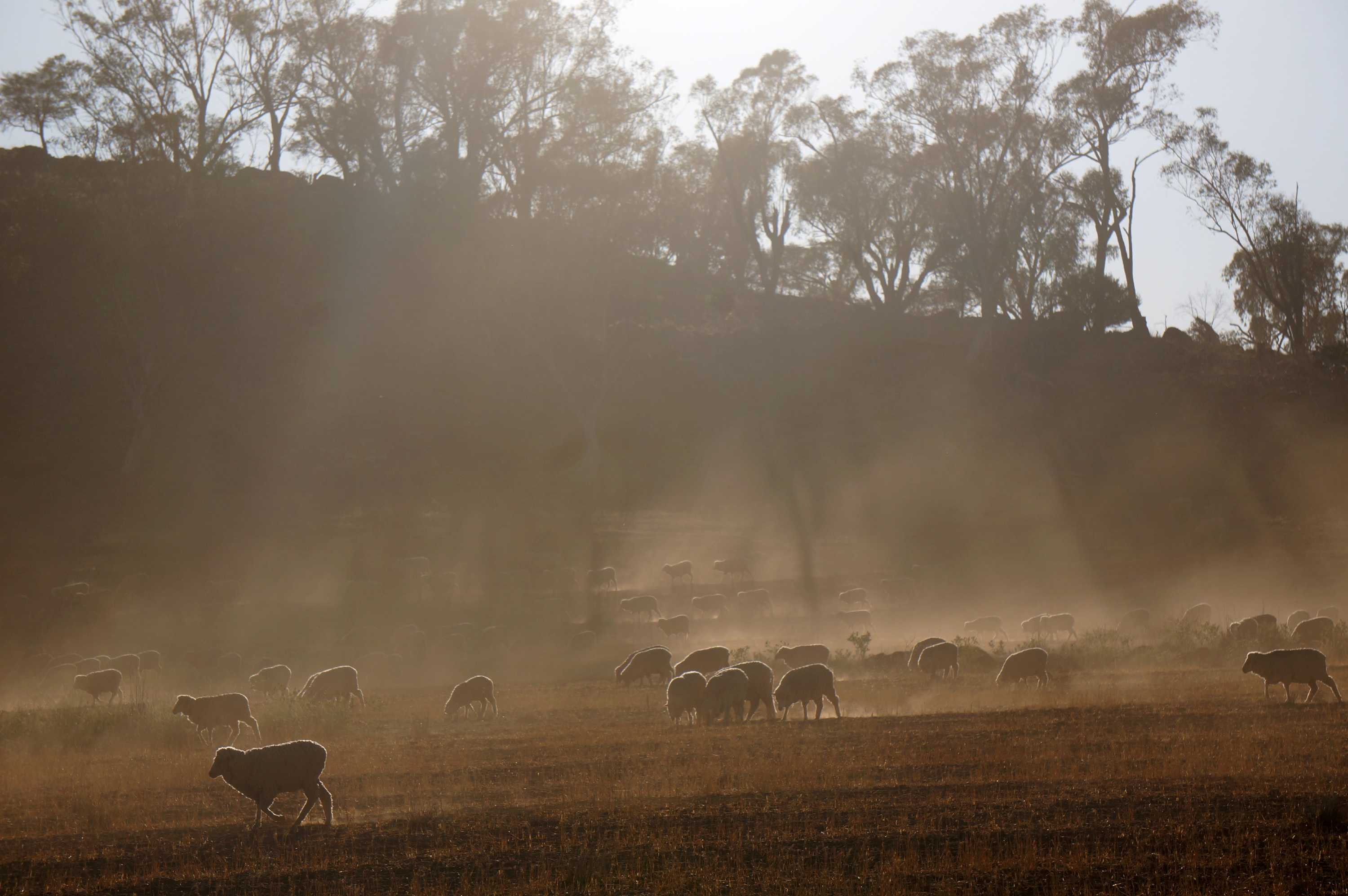 Methane emissions a climate flashpoint on both sides of the Tasman ...