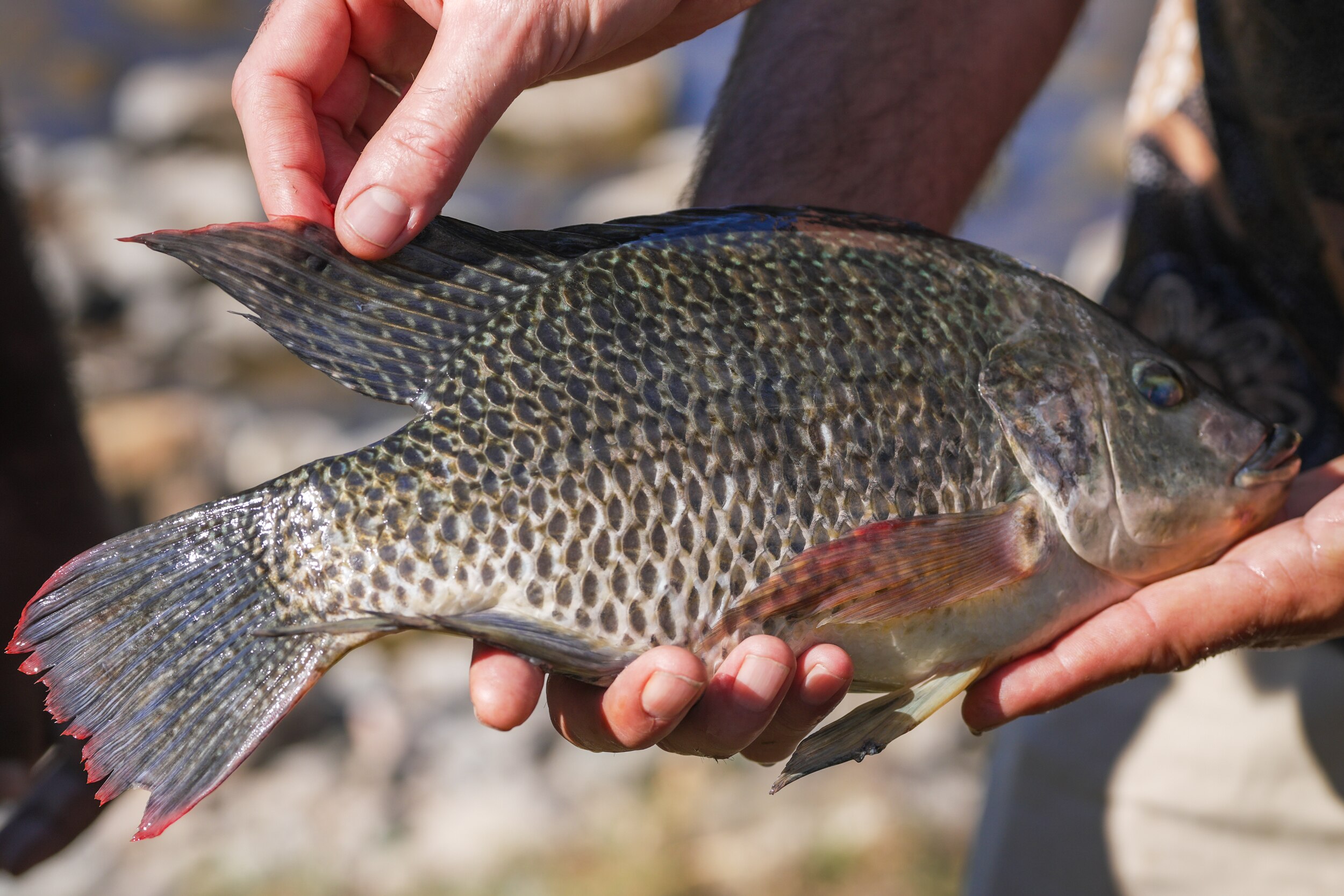 Calls for change so wild-caught pest fish tilapia can be eaten in ...