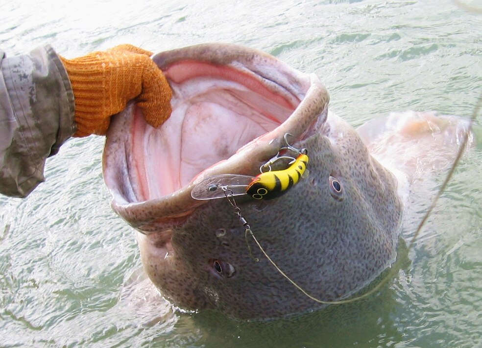 The Big Fish fishing the City and the Bush - ABC listen