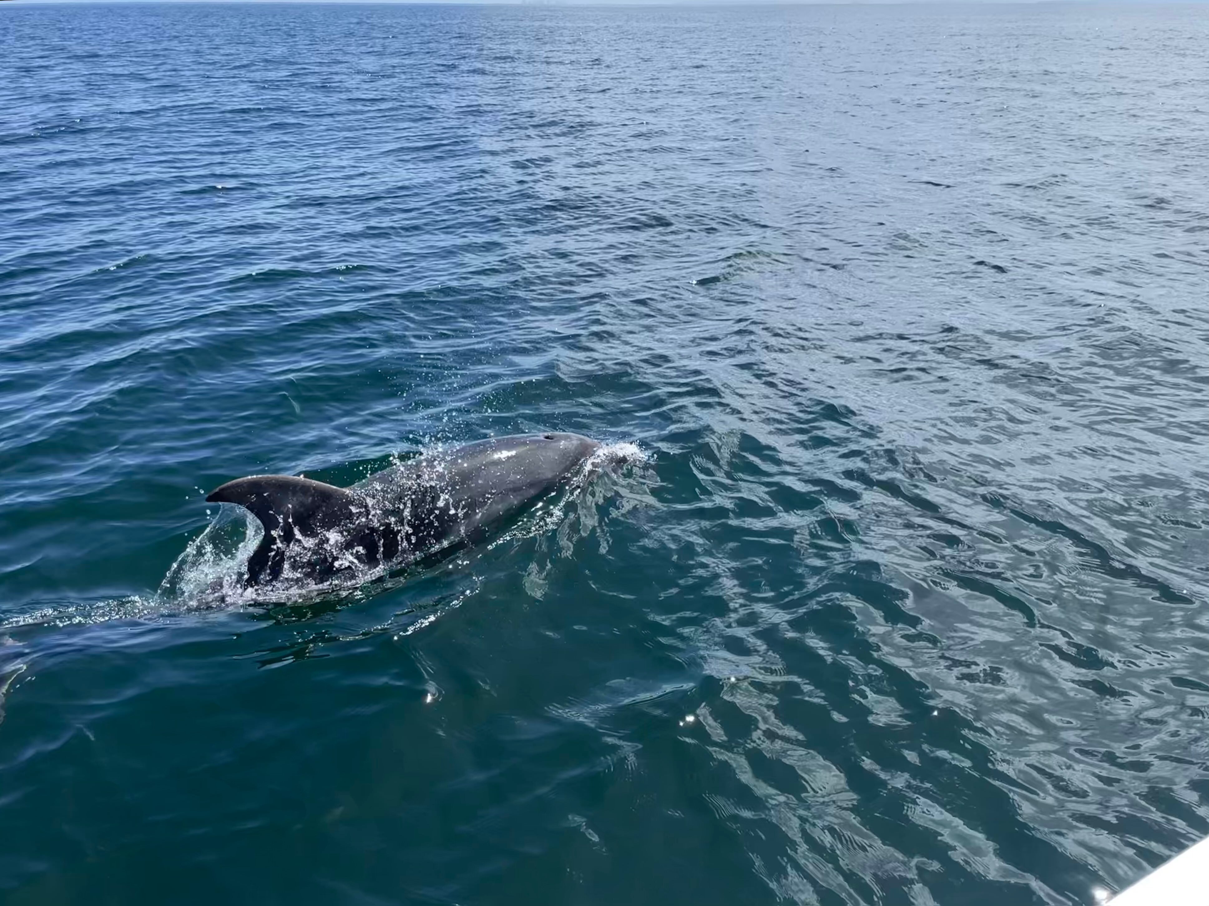 Freedom Riders Ann Curthoys and Brian Aarons reflect on NSW Ride 50 ...