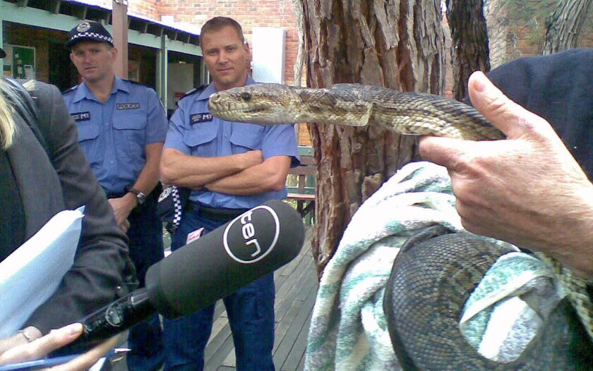 Python's furry meal proves a lifesaver - ABC News