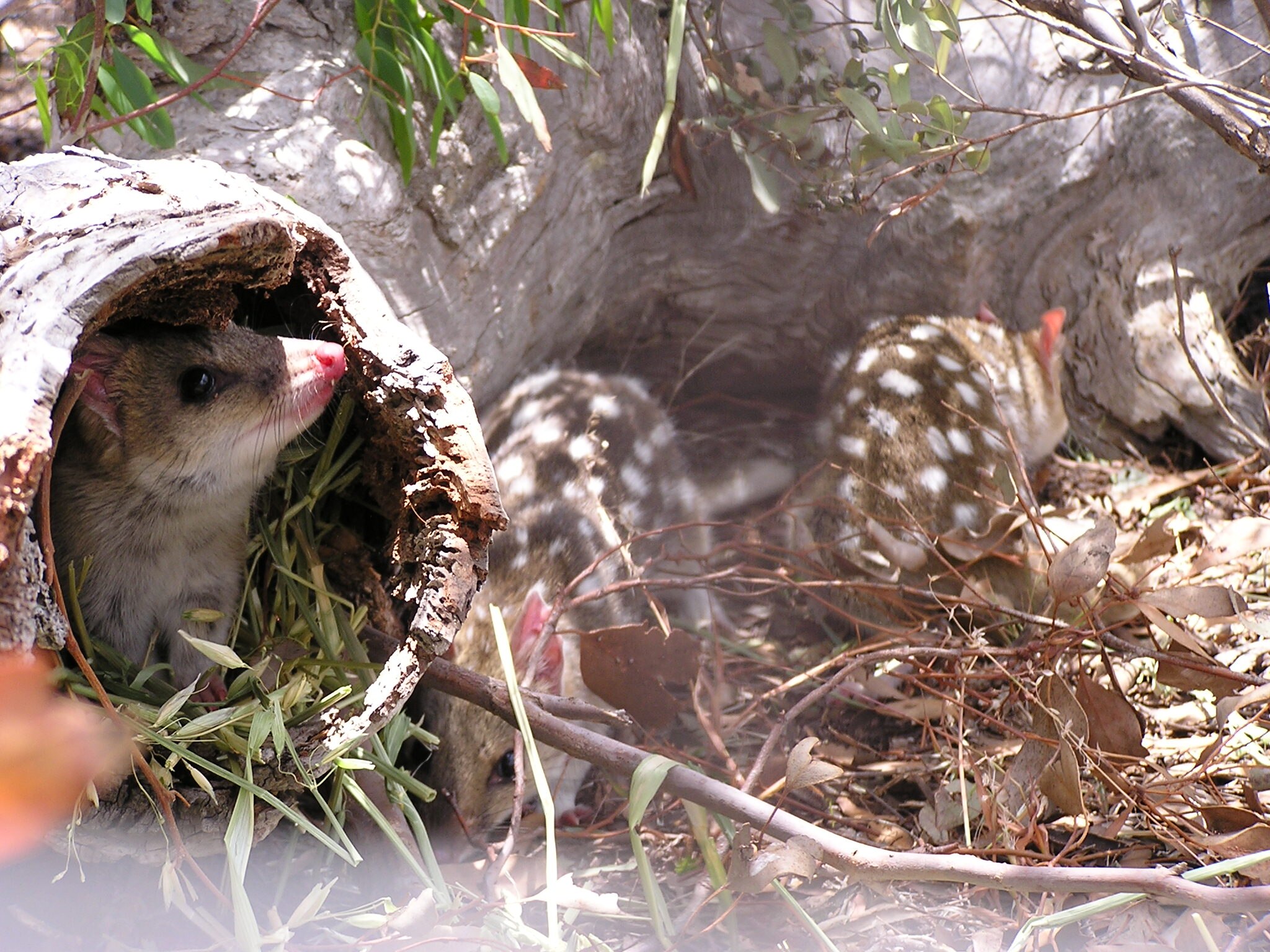 Eastern quoll to be reintroduced to Bathurst as breeding program begins ...