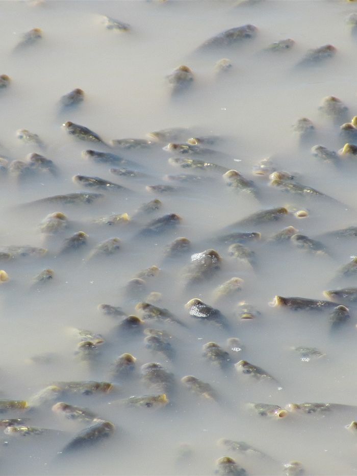 Queensland community in carp busting campaign - ABC listen