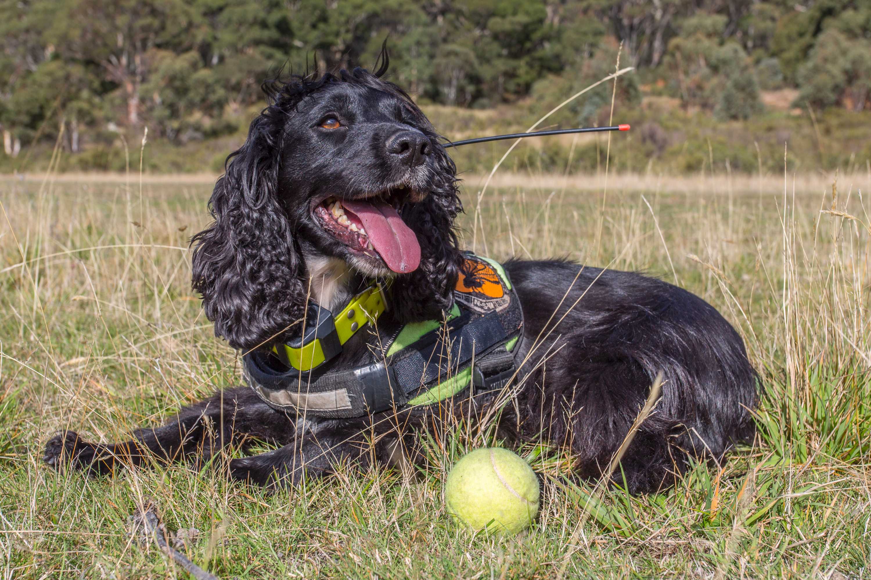 Sniffer spaniels get the doggone weeds - ABC Radio National