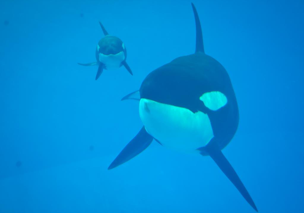 SeaWorld: Last orca calf controversially born in captivity at US theme ...