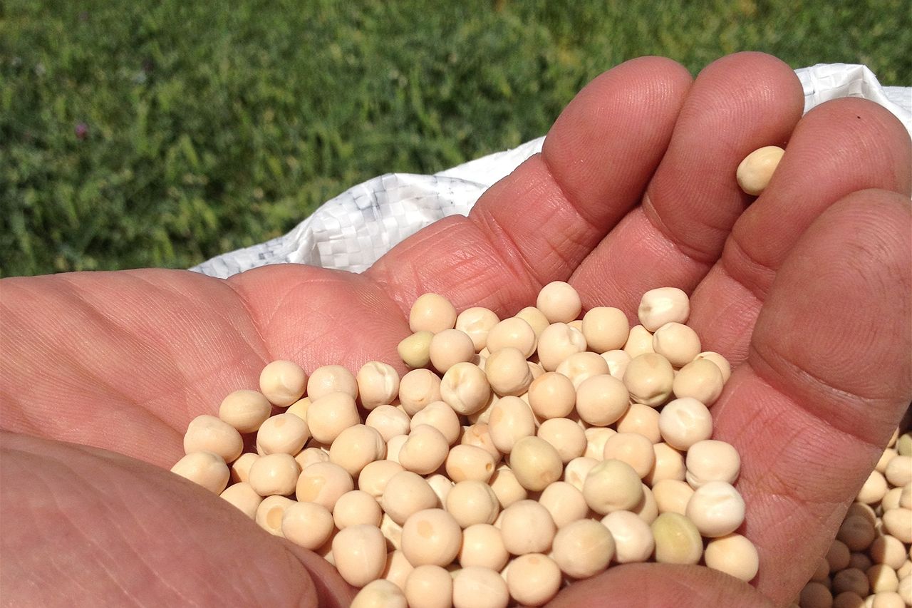 White pea is a pearler - ABC News