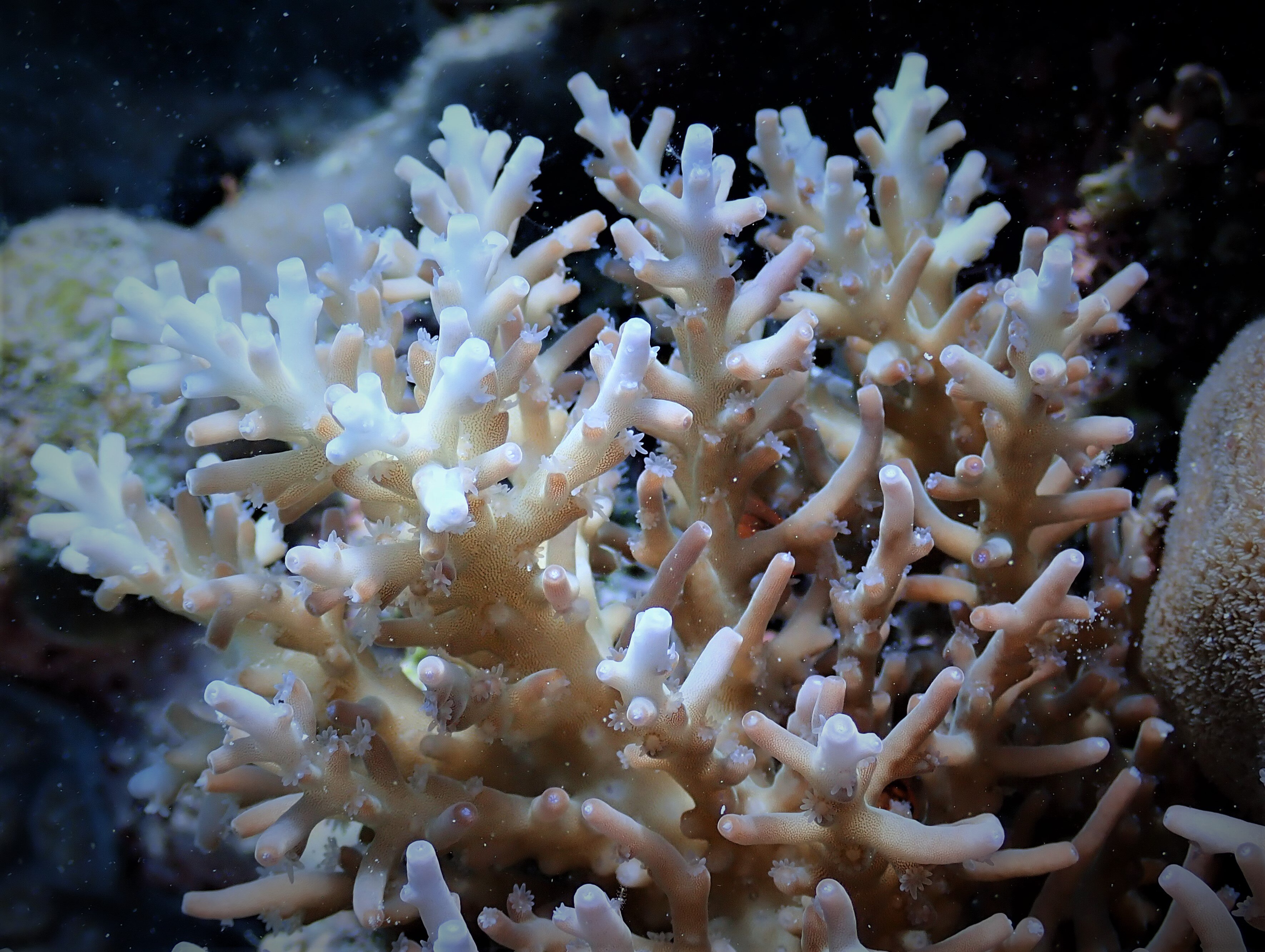 Promising signs of new life on Australia's largest oceanic reef ...
