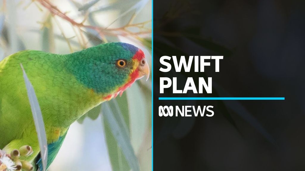 New plan to save swift parrot - ABC News