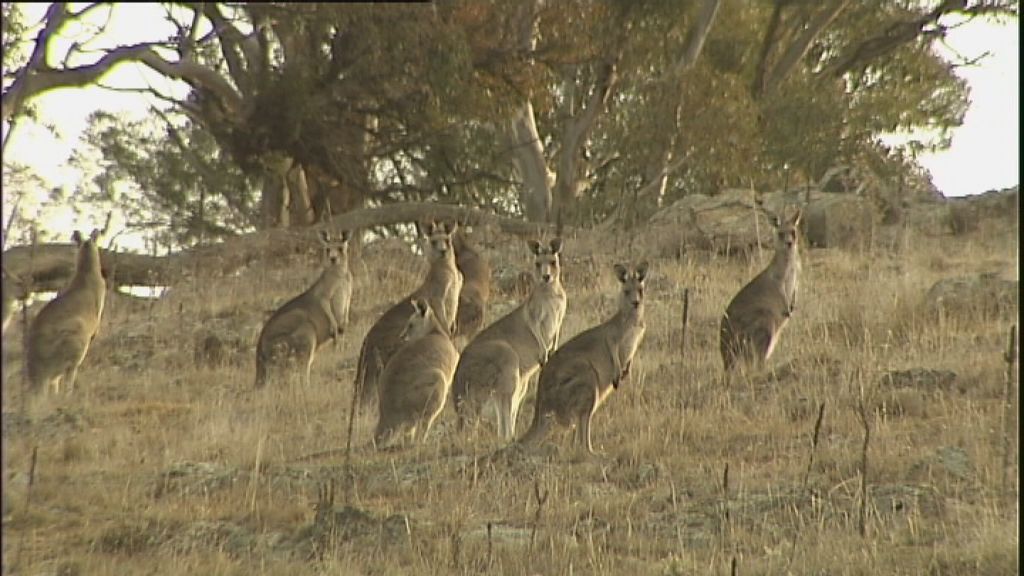 ACT kangaroo cull wraps up - ABC News