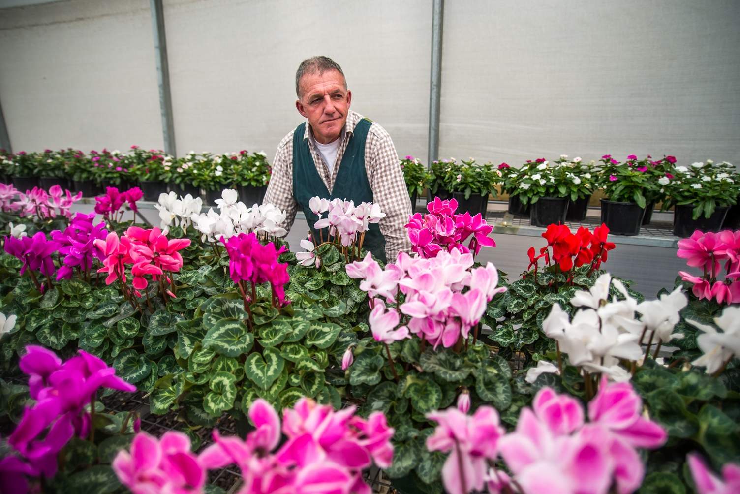 'The secret is to keep them growing', says long-time Flemington ...