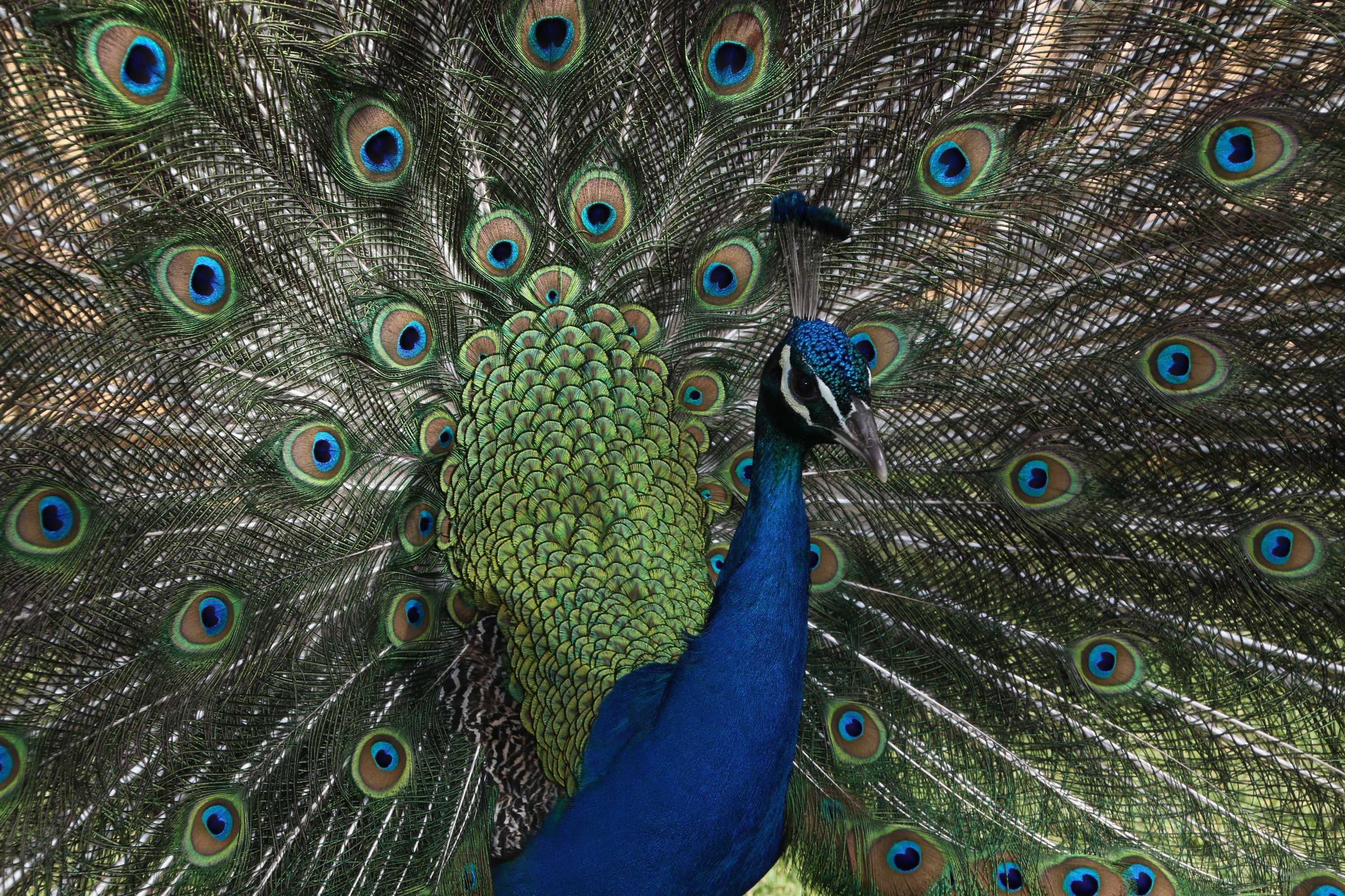 Accidental outback peacocks thrive, and keep snakes at bay, on the edge ...