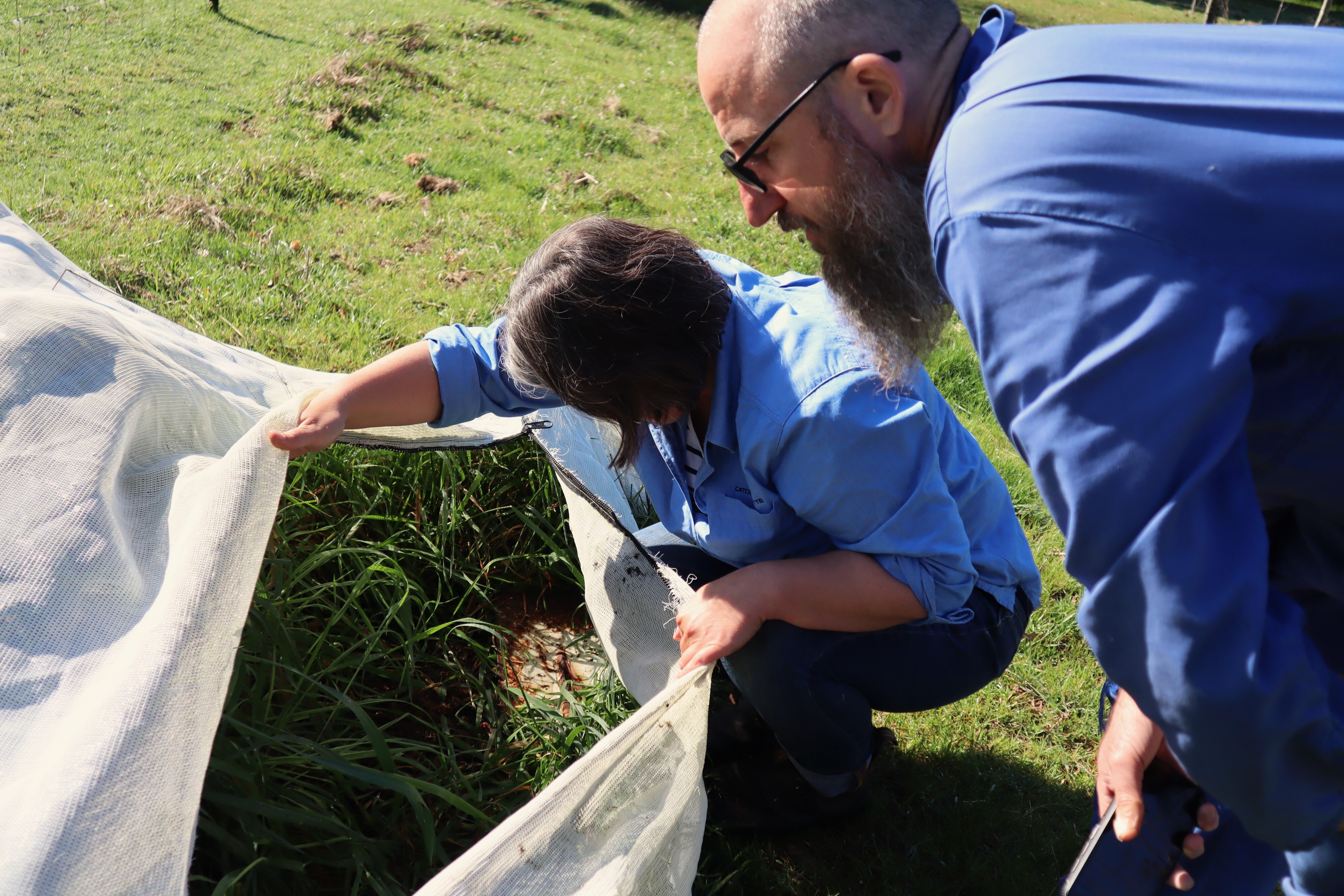 Farmers set up dung beetle breeding stations for easy access to the ...