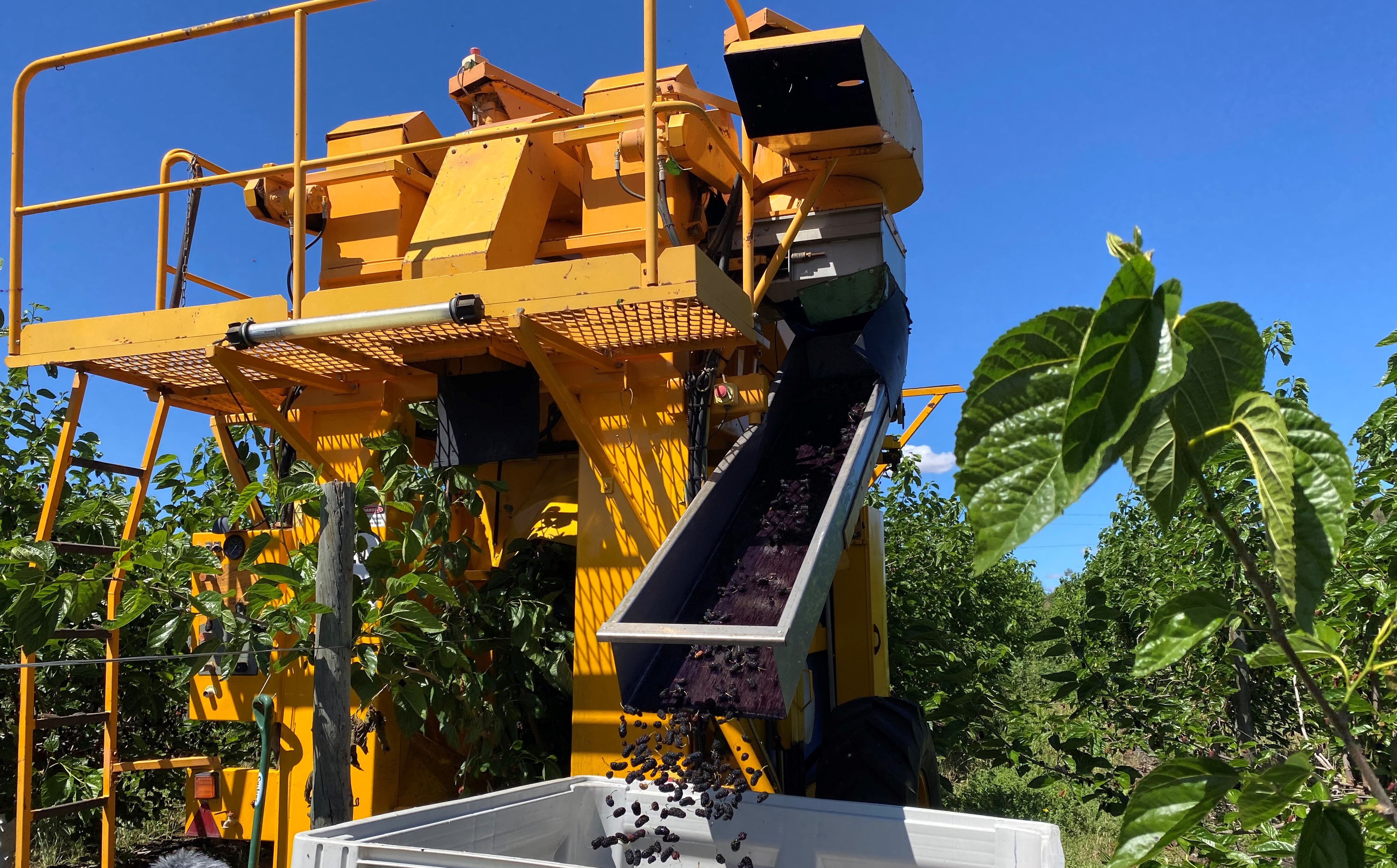 Mulberry farmer pioneers growing techniques to revive ancient fruit's ...