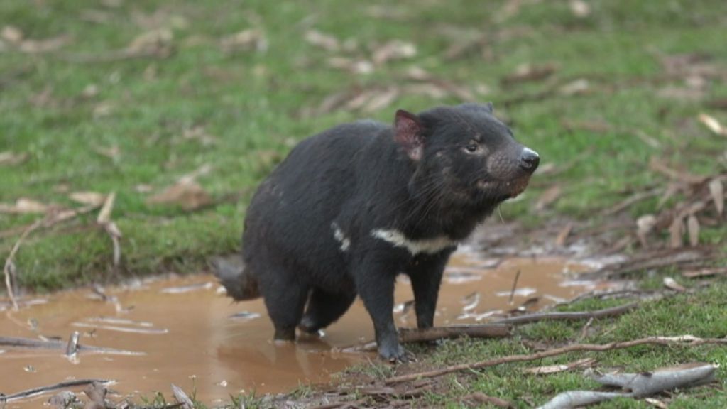 Deadly face cancer takes toll on Tasmanian devil population, research ...