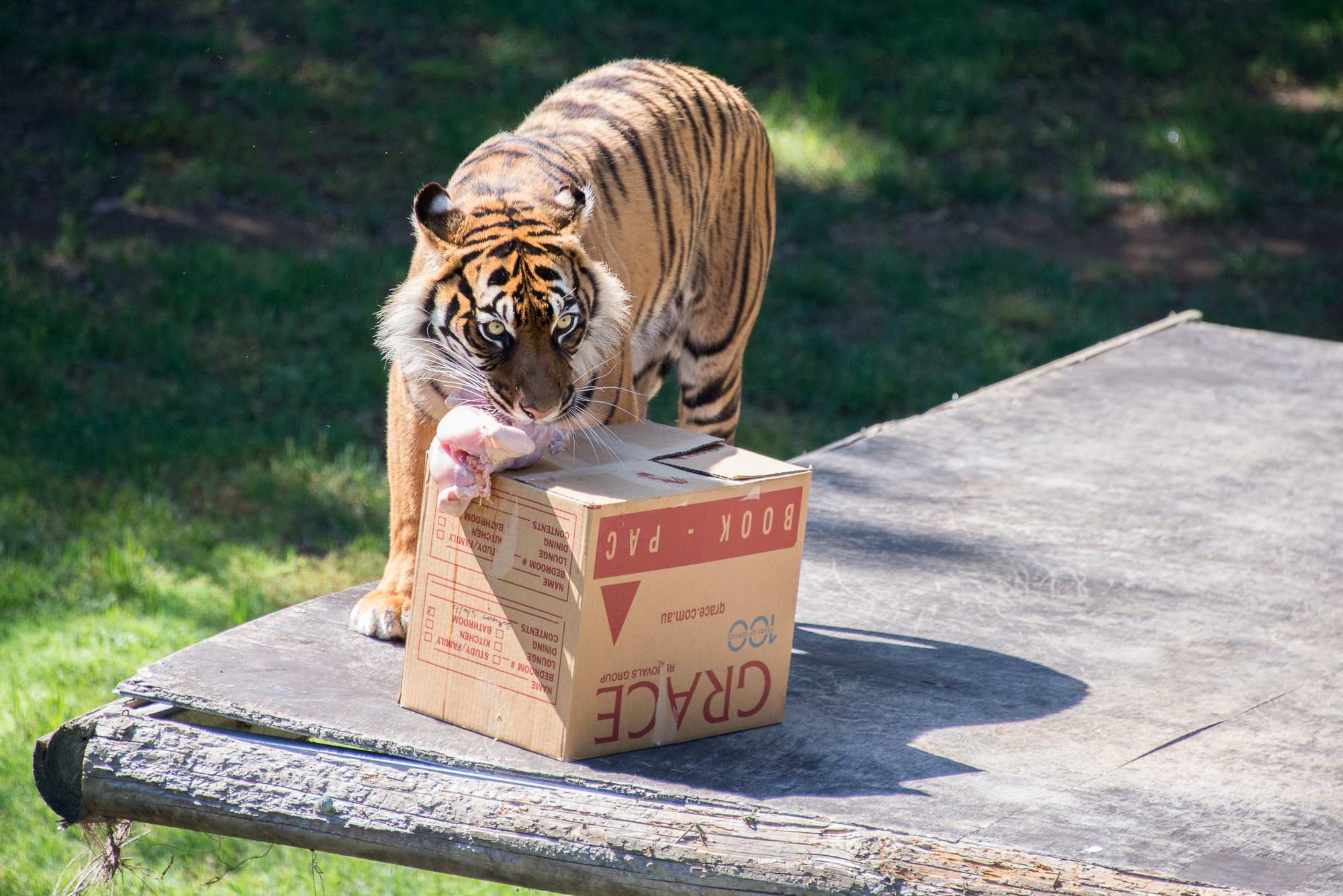 A day in the life of a zookeeper: There's more to it than just cuddling ...