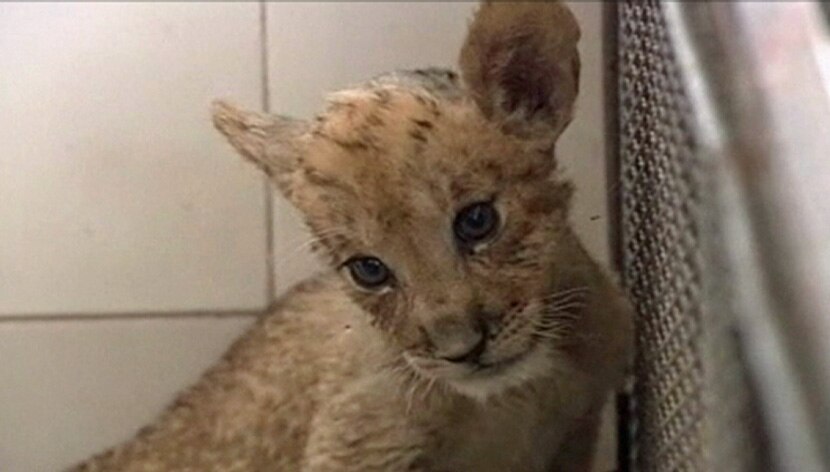 Rare tigons born in China - ABC News