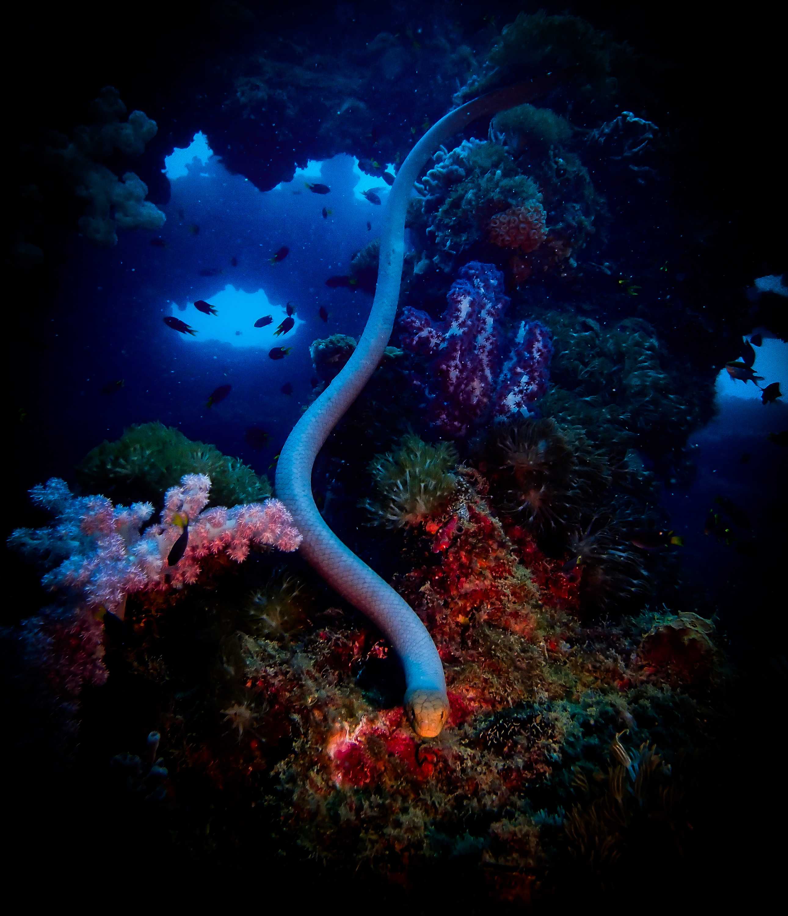 The weird, wonderful and worrying world of sea snakes - ABC News