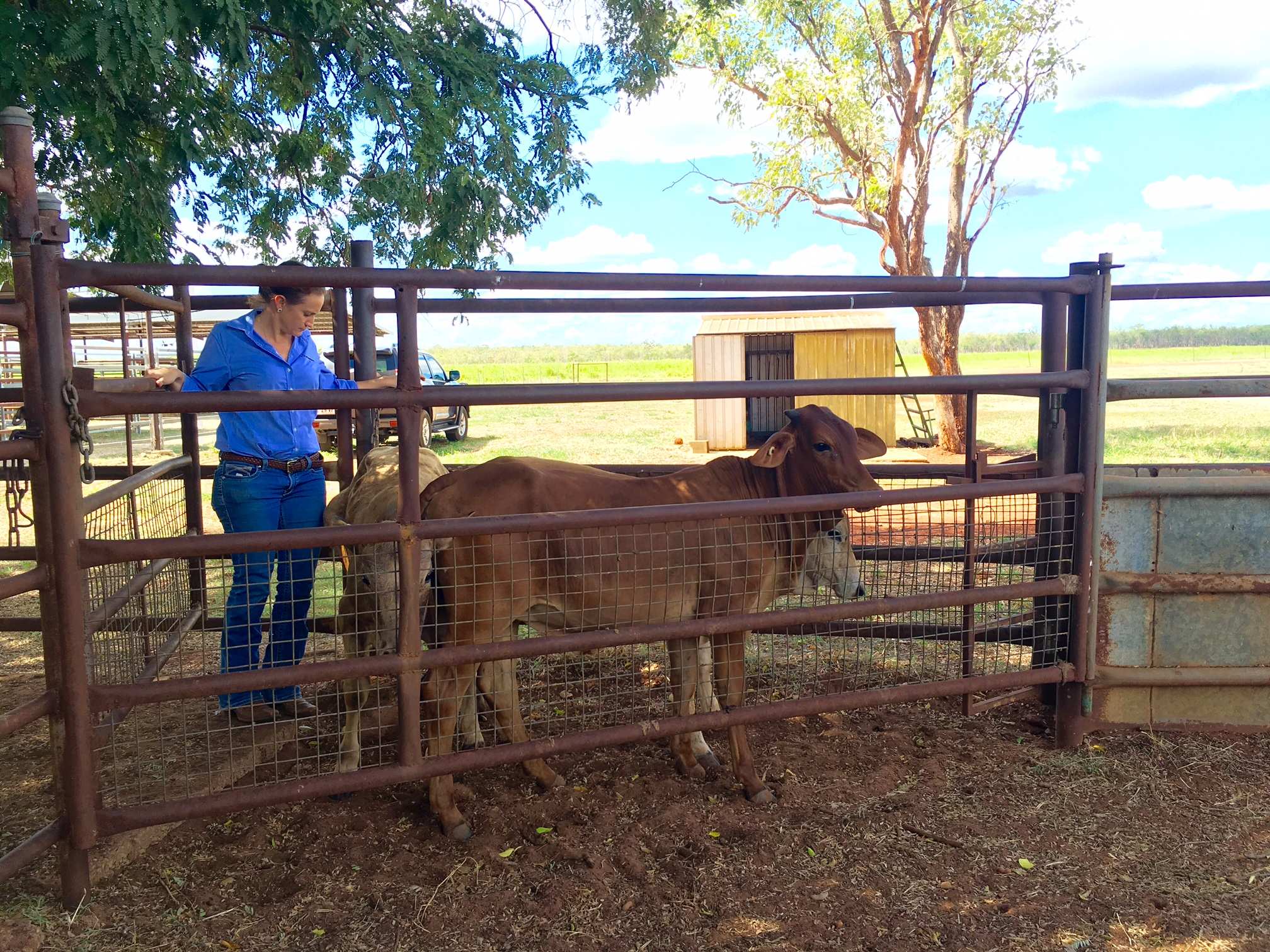 NT study trials the feasibility of single '5 in 1' shot to prevent ...