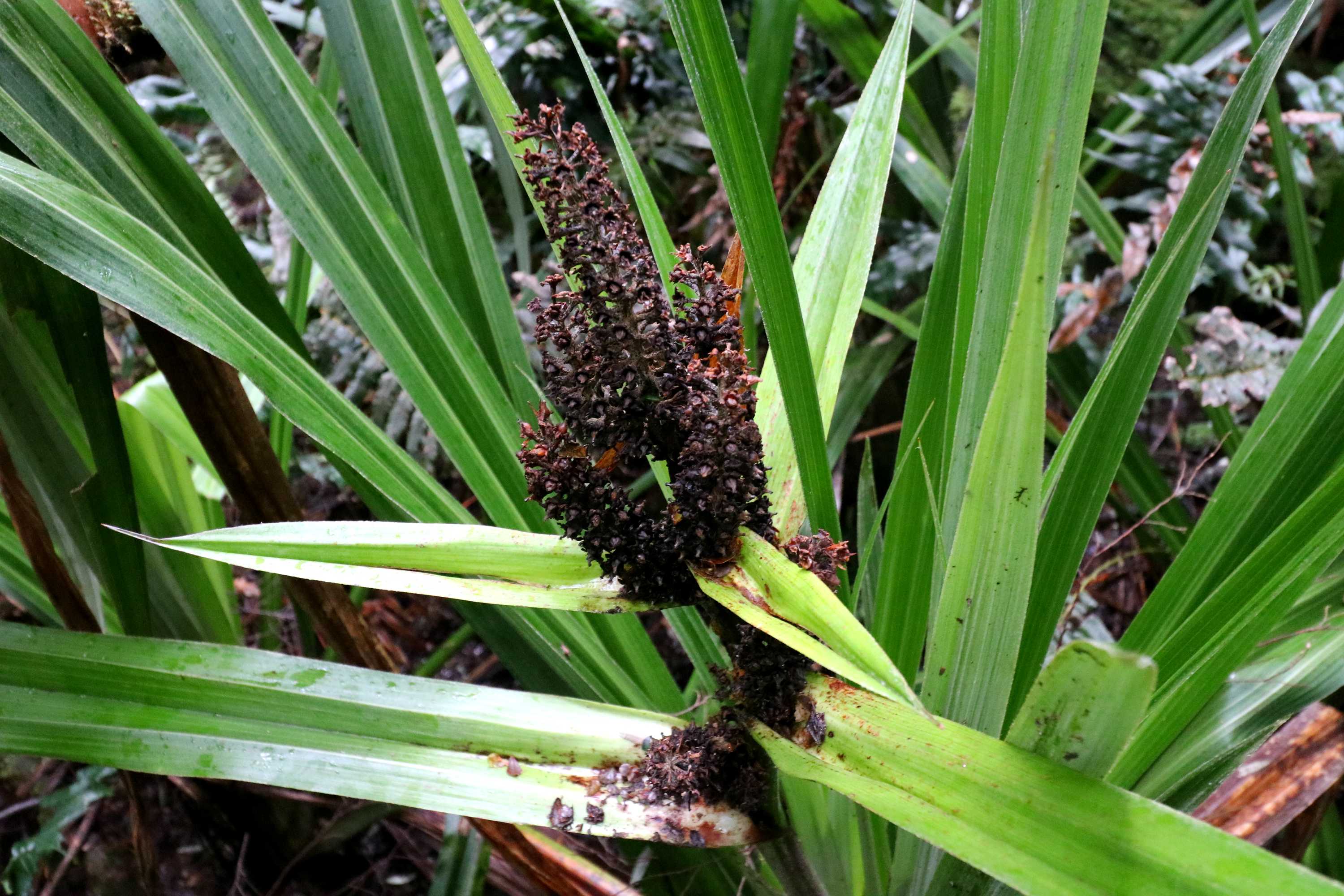 Otway rainforest's tall astelias have power to thrive if given a little ...
