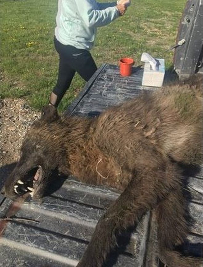 Wildlife experts baffled by mystery of wolf-like animal shot in the US ...
