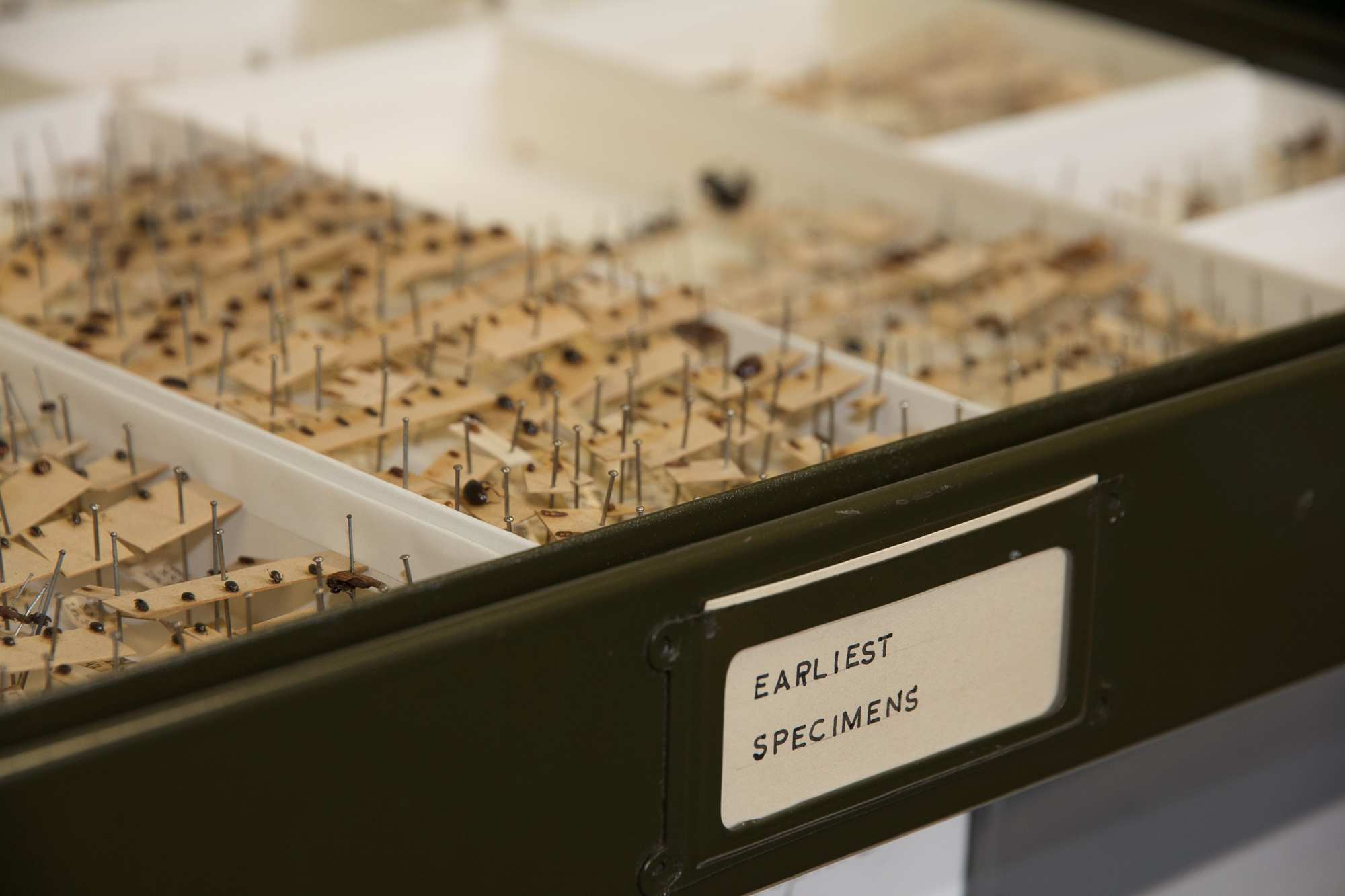 Insect collection worth $100m providing answers to science, technology ...