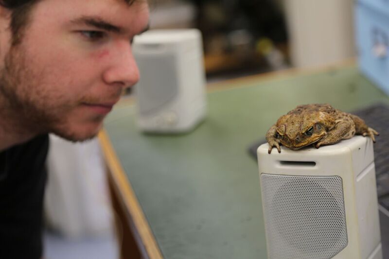Cane toad mating call remix found to draw females into 'tune traps ...
