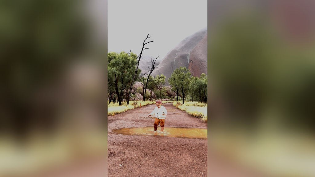 What is the most humane way to kill a cane toad? Scientists say it's ...